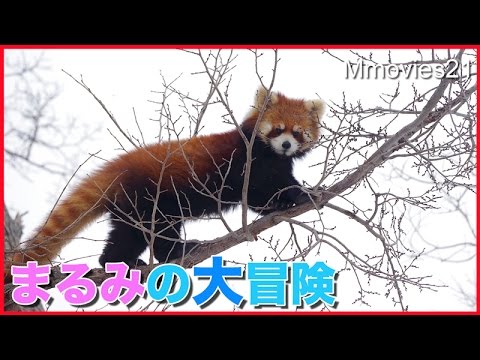 大木に登る！初めての大冒険 レッサーパンダ円実 Red Panda Adventure - YouTube