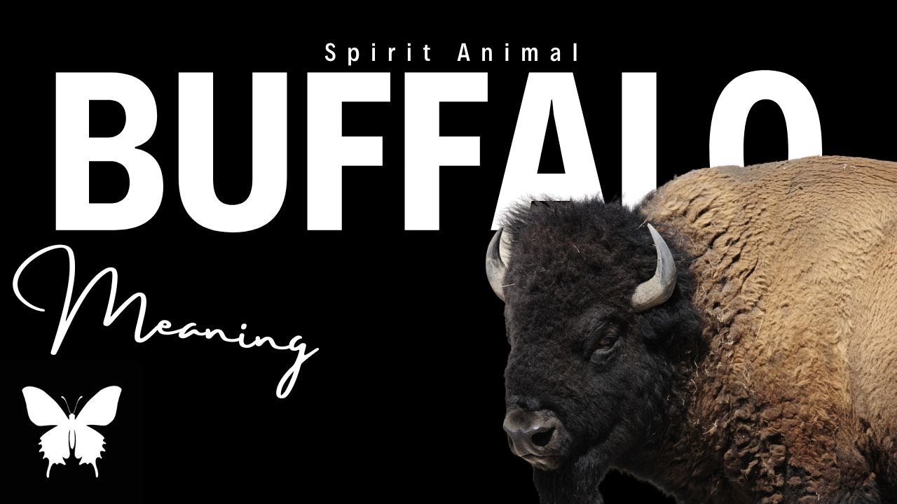 Buffalo Spirit Animal | Buffalo Spirit Guide | Buffalo Symbolism ...