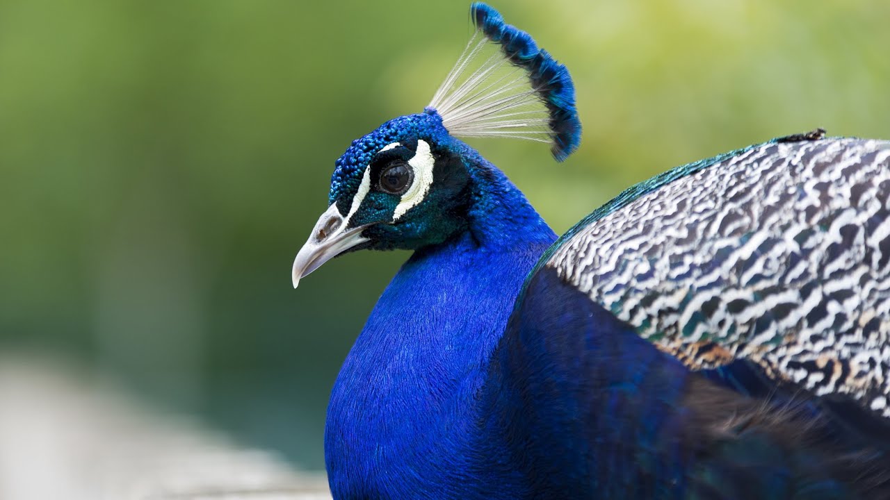 4k video ultra HD: wildlife and animals in 4k - YouTube