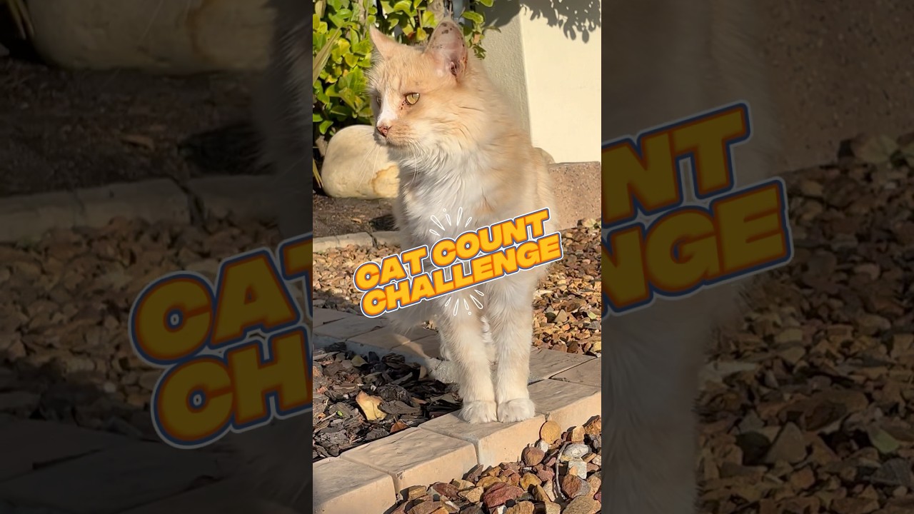 What did you guess? Which was your favourite? #catsighting #dailywalks ...