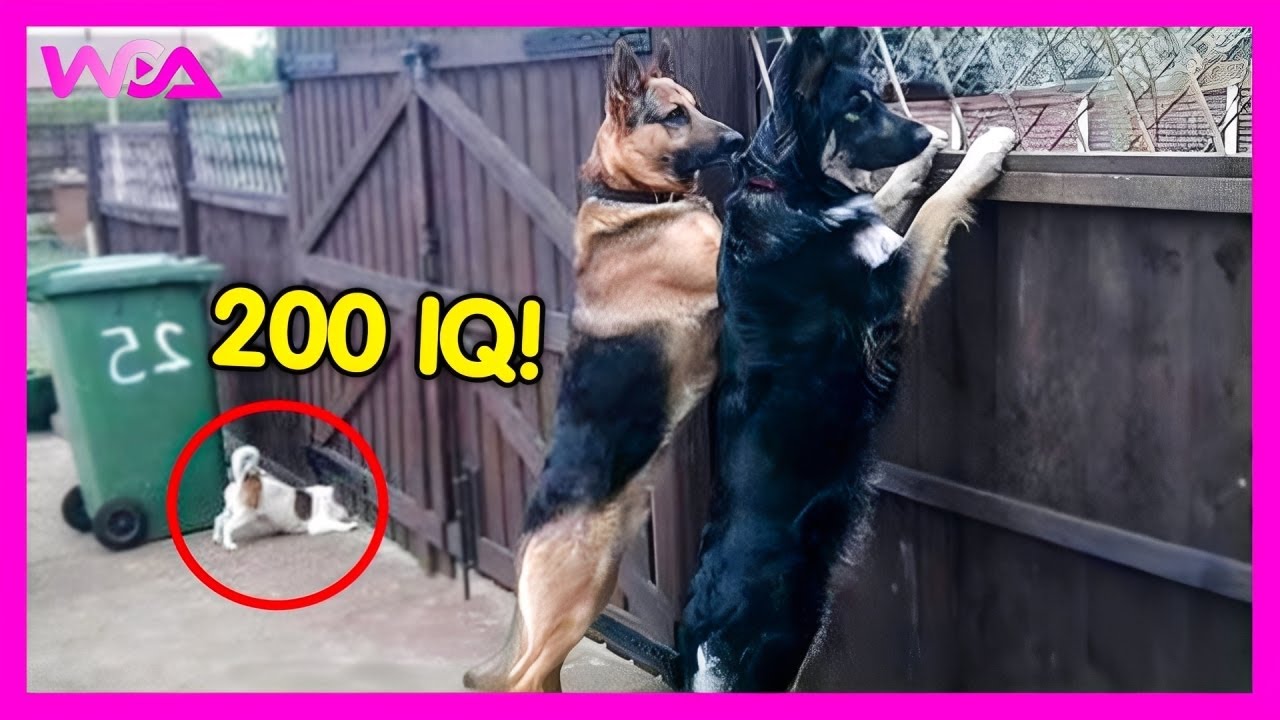 🐶💡 (Part 2) When You Own a Dog With IQ 200! 🤯 | Funniest Dogs ...