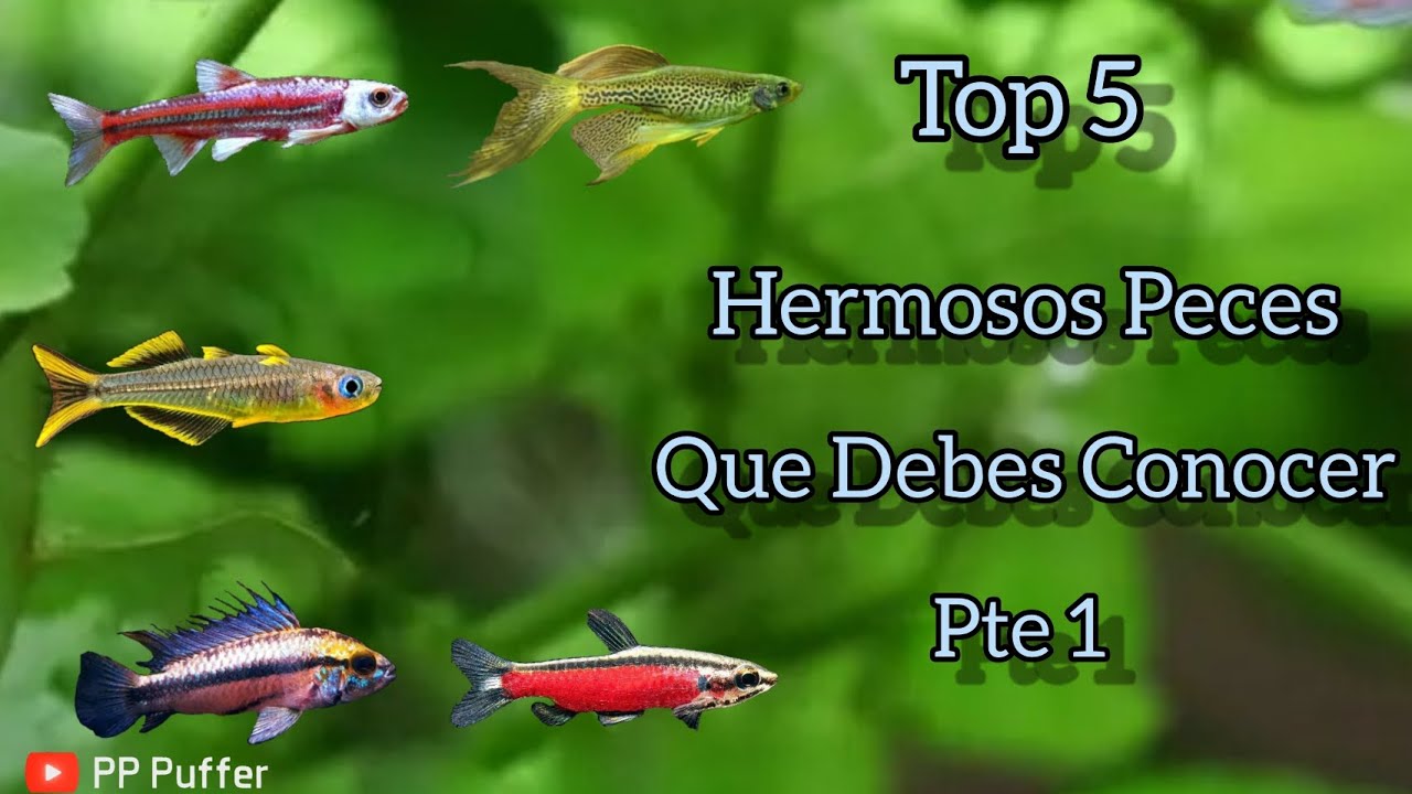 Top 5 Peces Hermosos Que Debes Conocer Pte 1 - YouTube