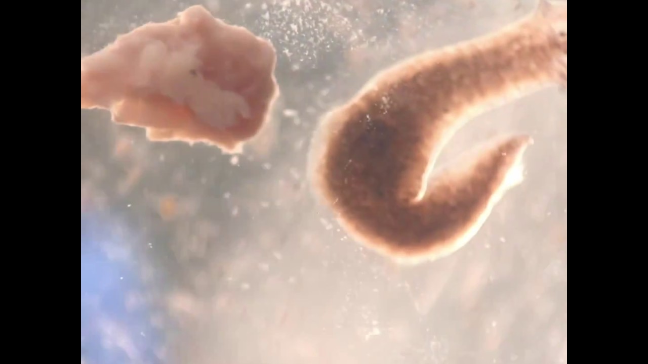 Planarian flatworm feeding - YouTube