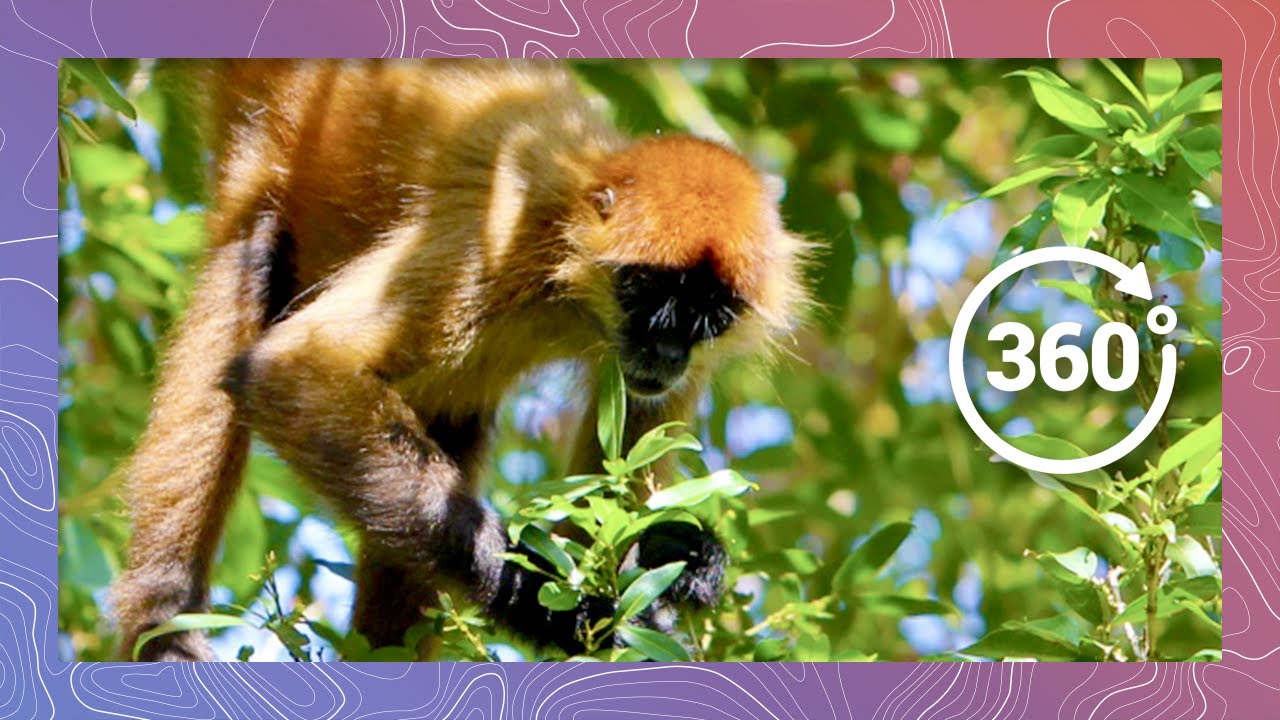 Geoffroy's Spider Monkeys Eat Palm Nuts | Wildlife in 360 VR - YouTube