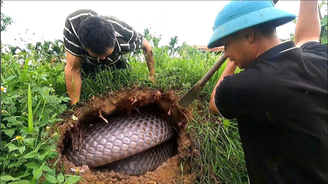 Close-up of 2 brave hunters capturing 2 giant king cobra nesting in the ...