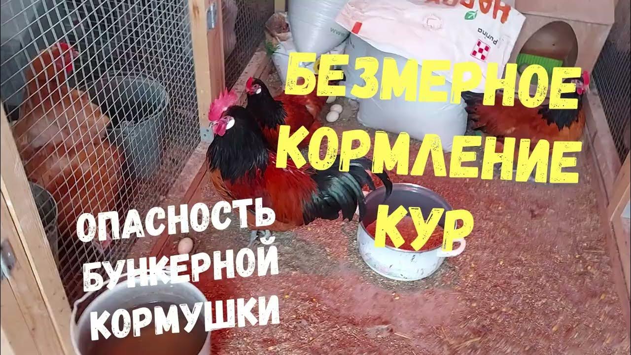 безмерное кормление кур несушек проблемы бункерной кормушки - YouTube