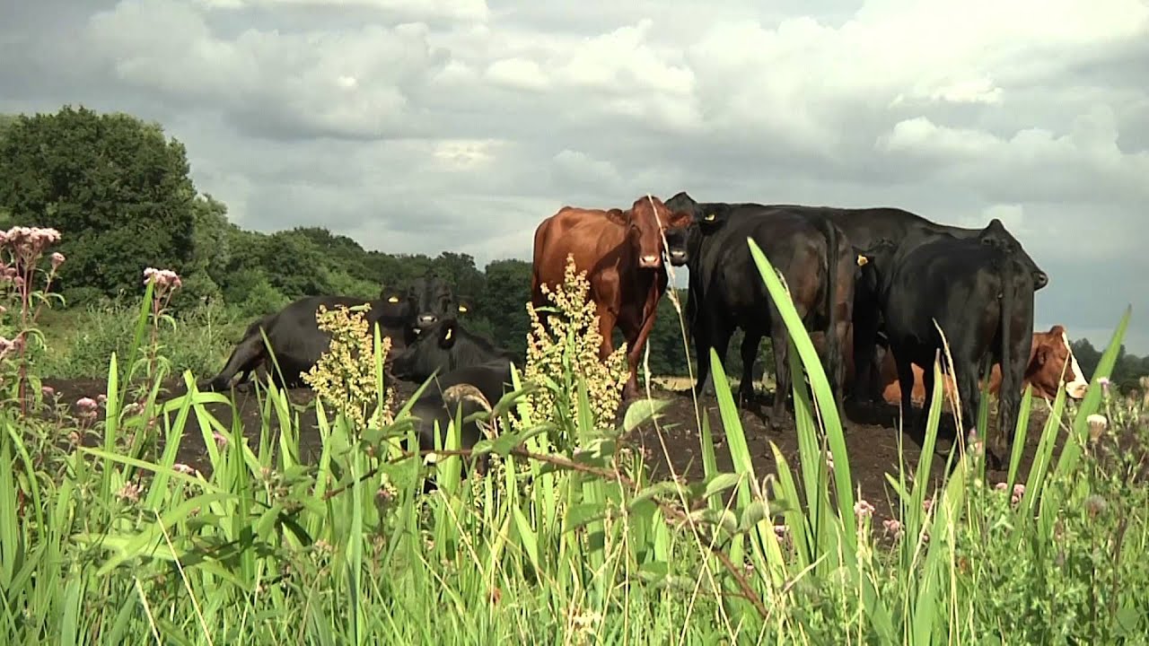 Angles Way 10 minute version - YouTube