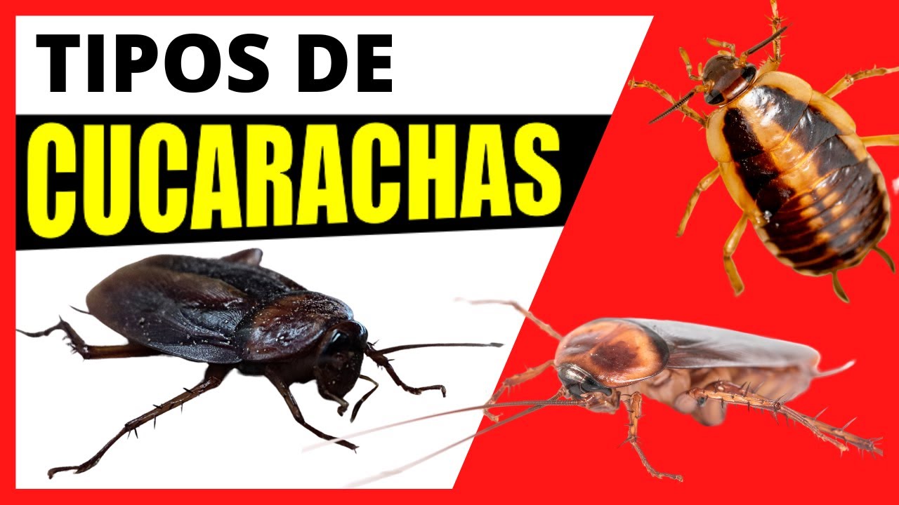 TIPOS DE CUCARACHAS Más Comunes EN LOS HOGARES - YouTube