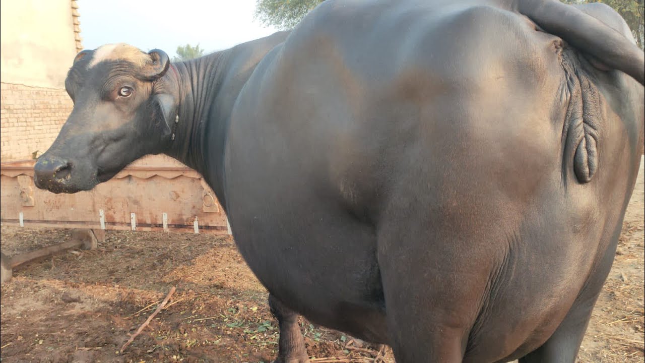 Beautiful Pure Nilli Ravi Buffalo for sale in Pakistan on YouTube ...