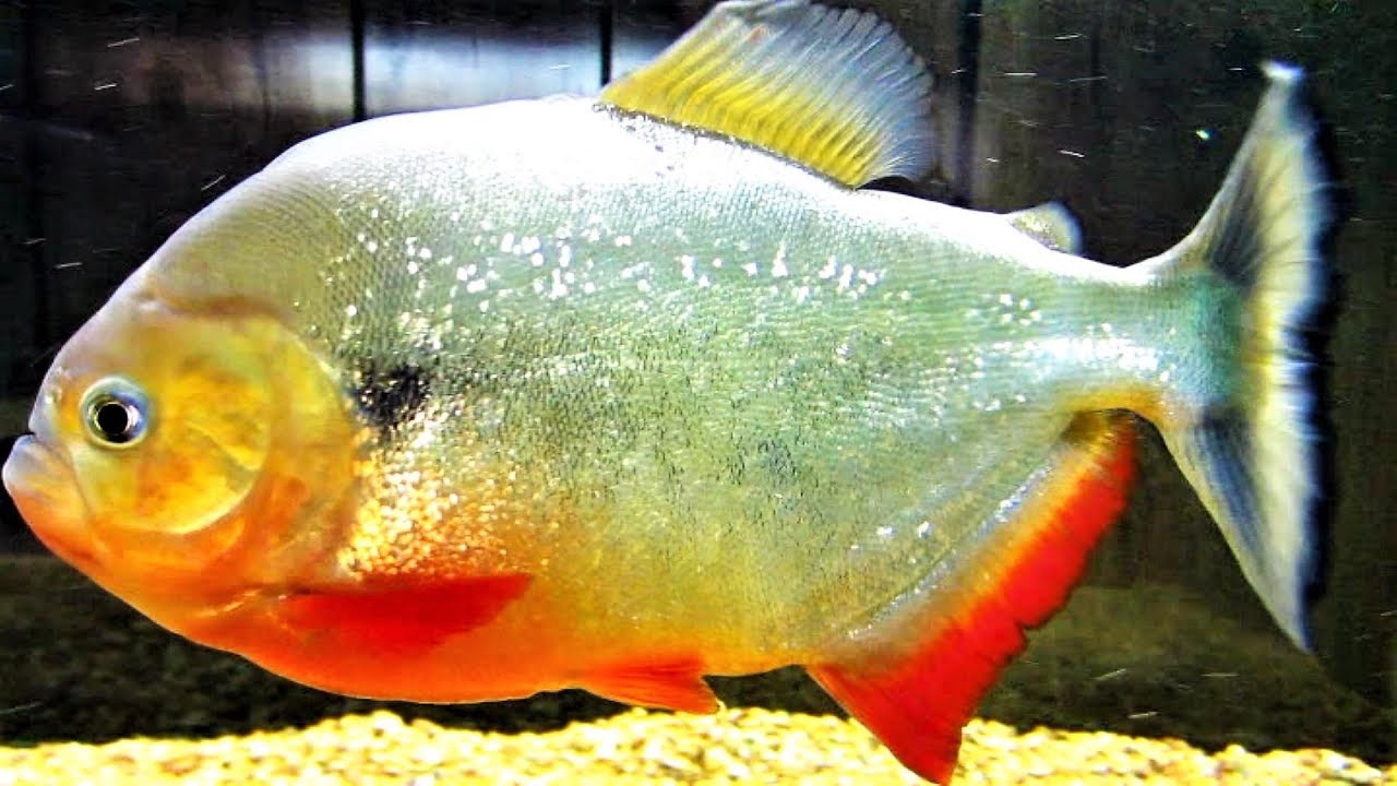 Caribe Piranha Fish Caught Up In The Bubbles - YouTube