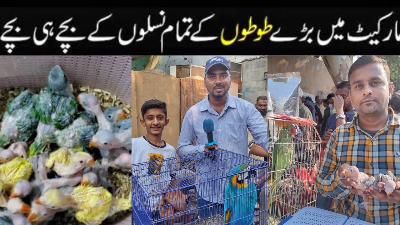 Lalukhet Exotic Birds & Parrots Market Update | Rare and Unique birds ...