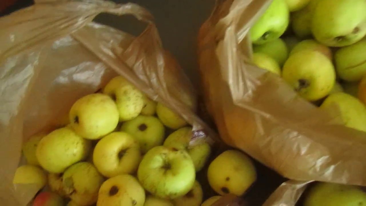 Early Fall Apples: The apple doesn't fall far from the tree - YouTube