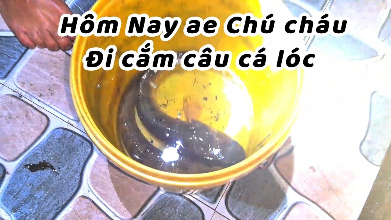 Hôm nay anh ,em ,chú cháu đi cắm câu cá lóc, cắm ếch #mientayquehuong66 ...