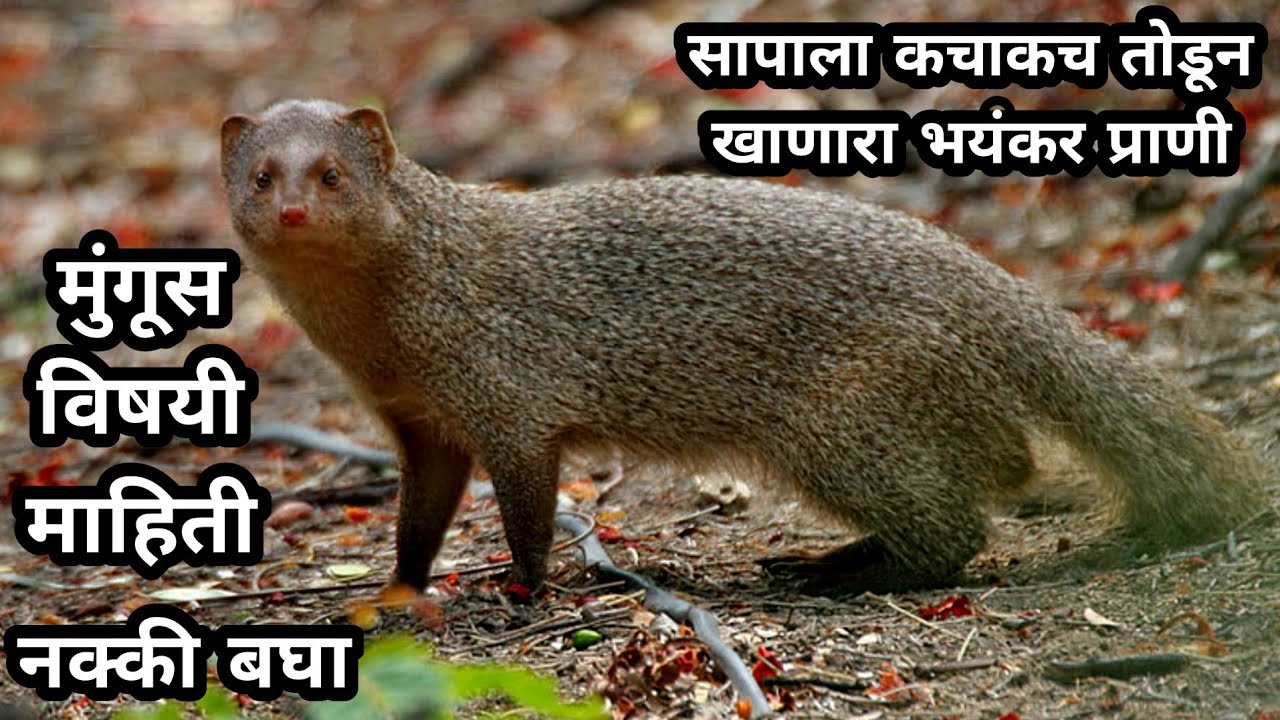 mongoose vishay mahiti | mongoose chi mahiti | mongoose prani | मुंगूस ...