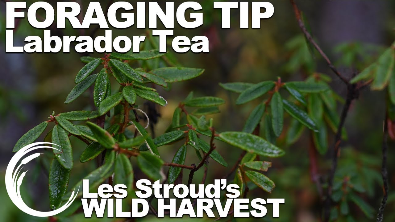 Wild Harvest Foraging Tips | Episode 31 | Labrador Tea - YouTube