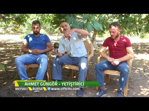 Meyveci  - Siyah İncirin Yetişmesi Ve Hasadı.