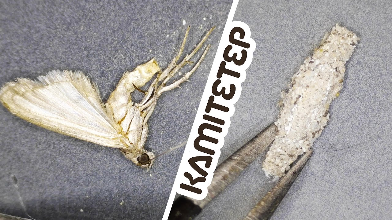 Binatang ni banyak kat dinding, siling rumah kita | Kamitetep / Cloth ...