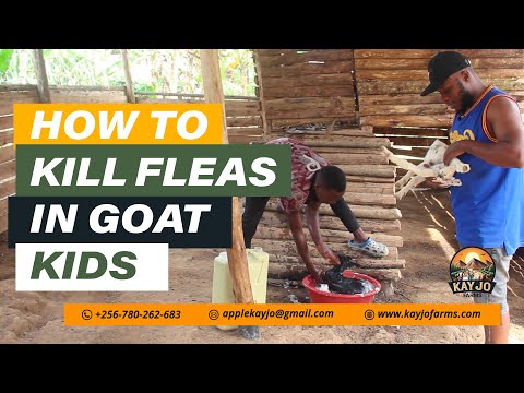 How To Kill Fleas In Goat Kids (The cause ,prevention and treatment)  | ep30 #goatfarming #fleas