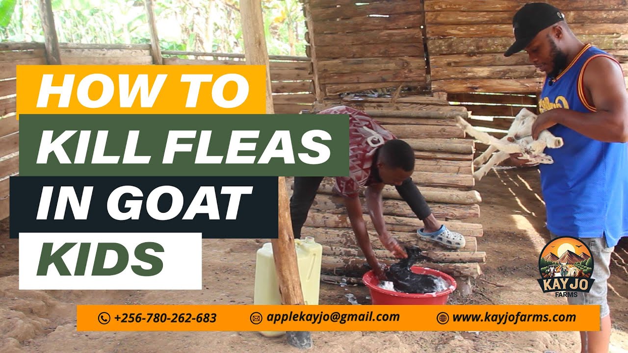 How To Kill Fleas In Goat Kids (The cause ,prevention and treatment ...
