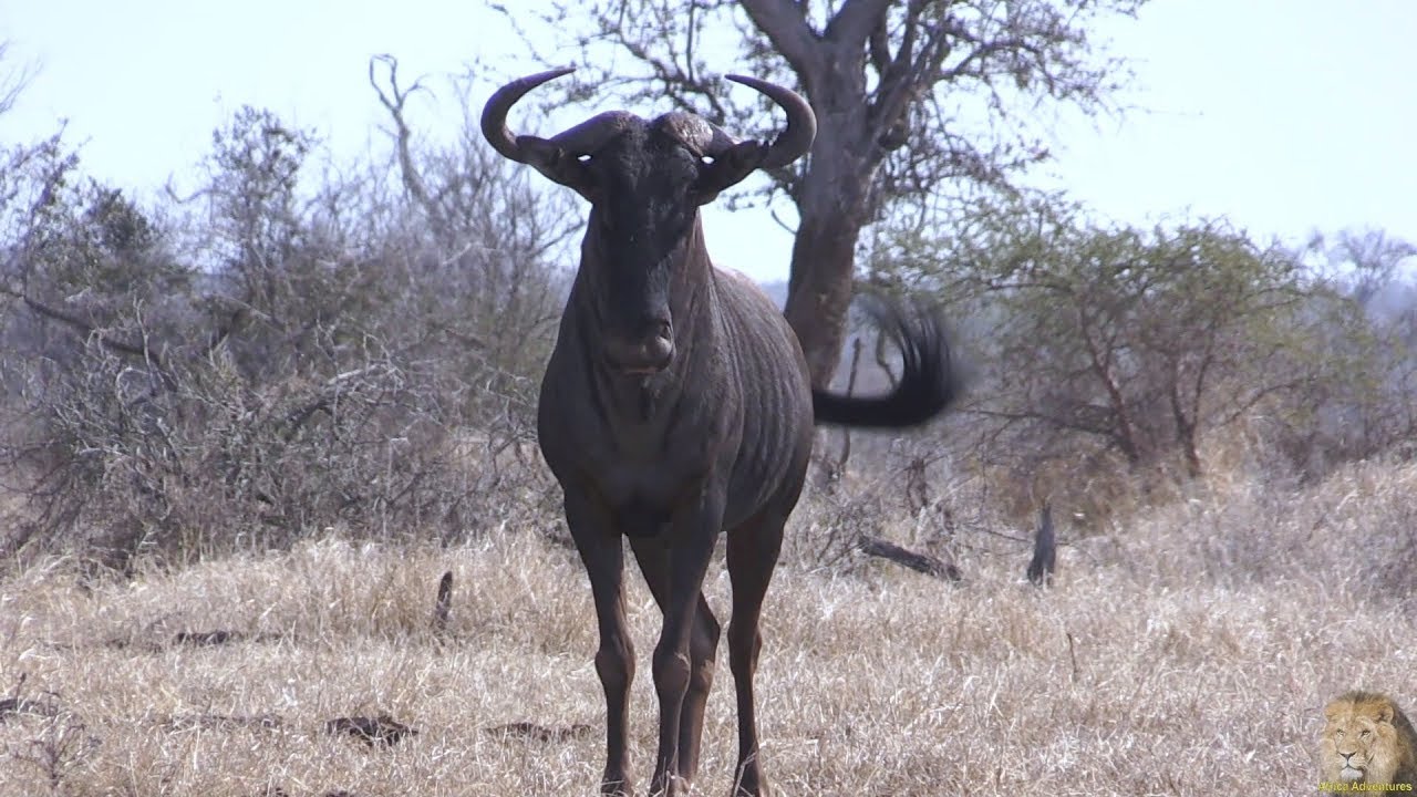 Funny Animal Meet The Wild Wildebeest - AKA "Gnu" - YouTube
