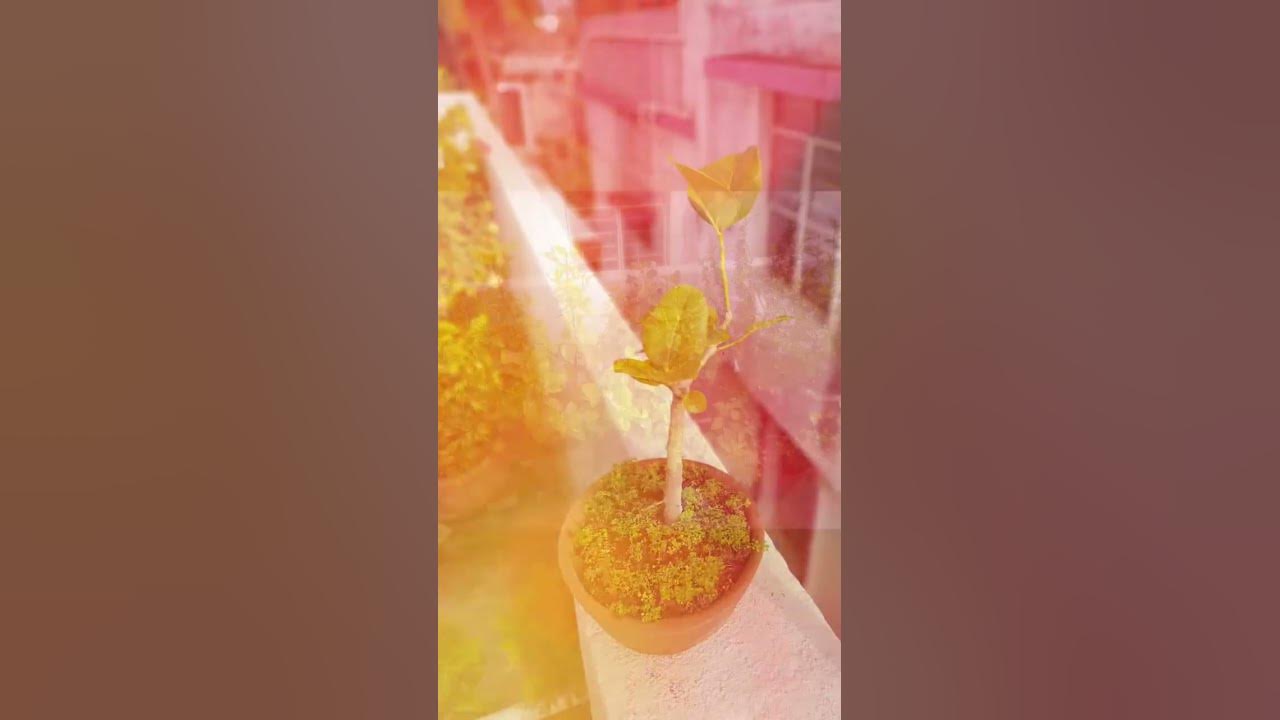 Recap... Nostalgia memories - YouTube