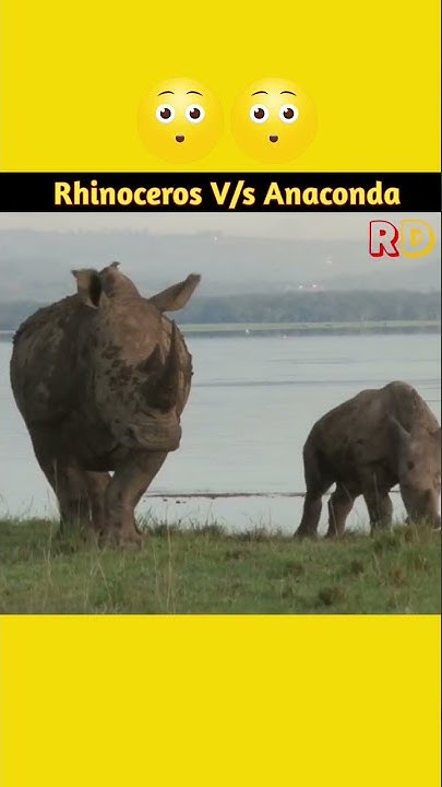 🤯Rhinoceros VS Anaconda कौन होगा विजेता🤠 || #shorts #ytshorts #viral ...