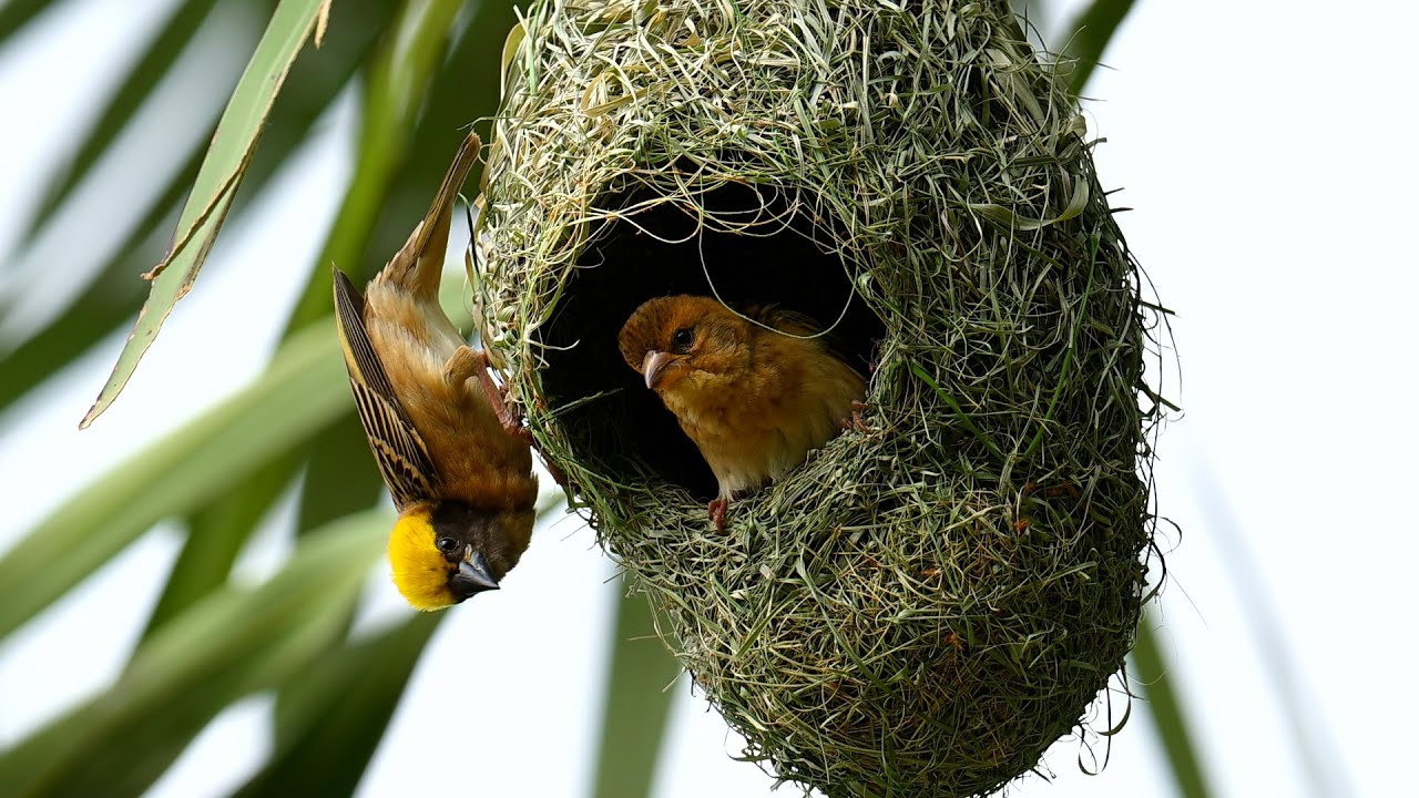 Ep35 The Most 15 Beautiful Bird Nest In The World Bird Build Nest With ...