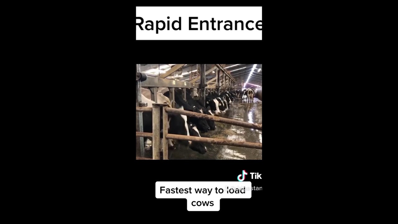 Double-30 Parallel Milking Parlor RAPID ENTRANCE. The Next Innovation ...