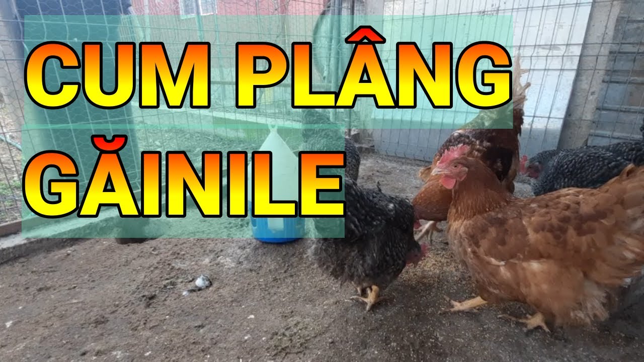 Si pui, si gainile plang cateodata, au sentimente, se intristeaza - YouTube