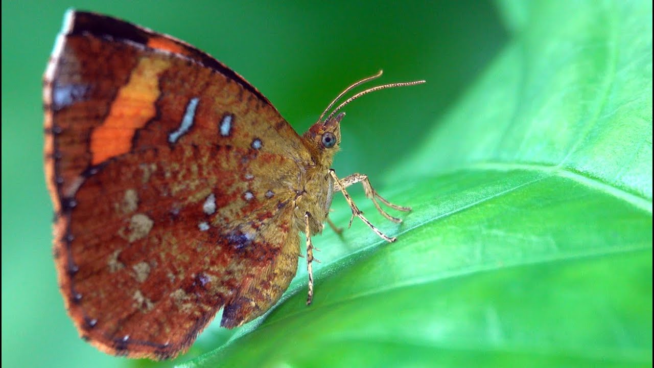 20250309 / 北鳥烏來例行 / 帶錨紋蛾 [Callidula attenuata (Moore, 1879)] (飛蝶也 ...