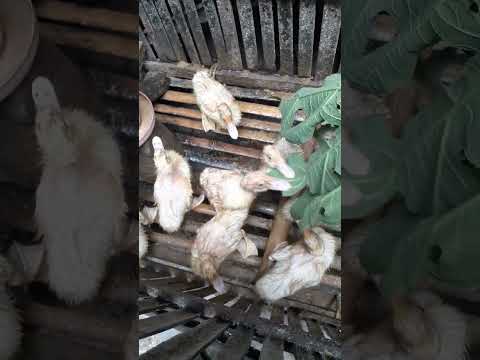 bocil abis mandi #minthijumbo