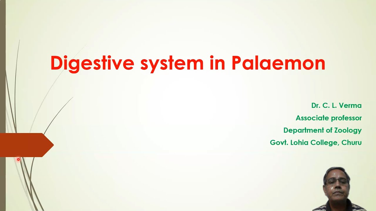 Digestive system of Palaemon (prawn) - YouTube