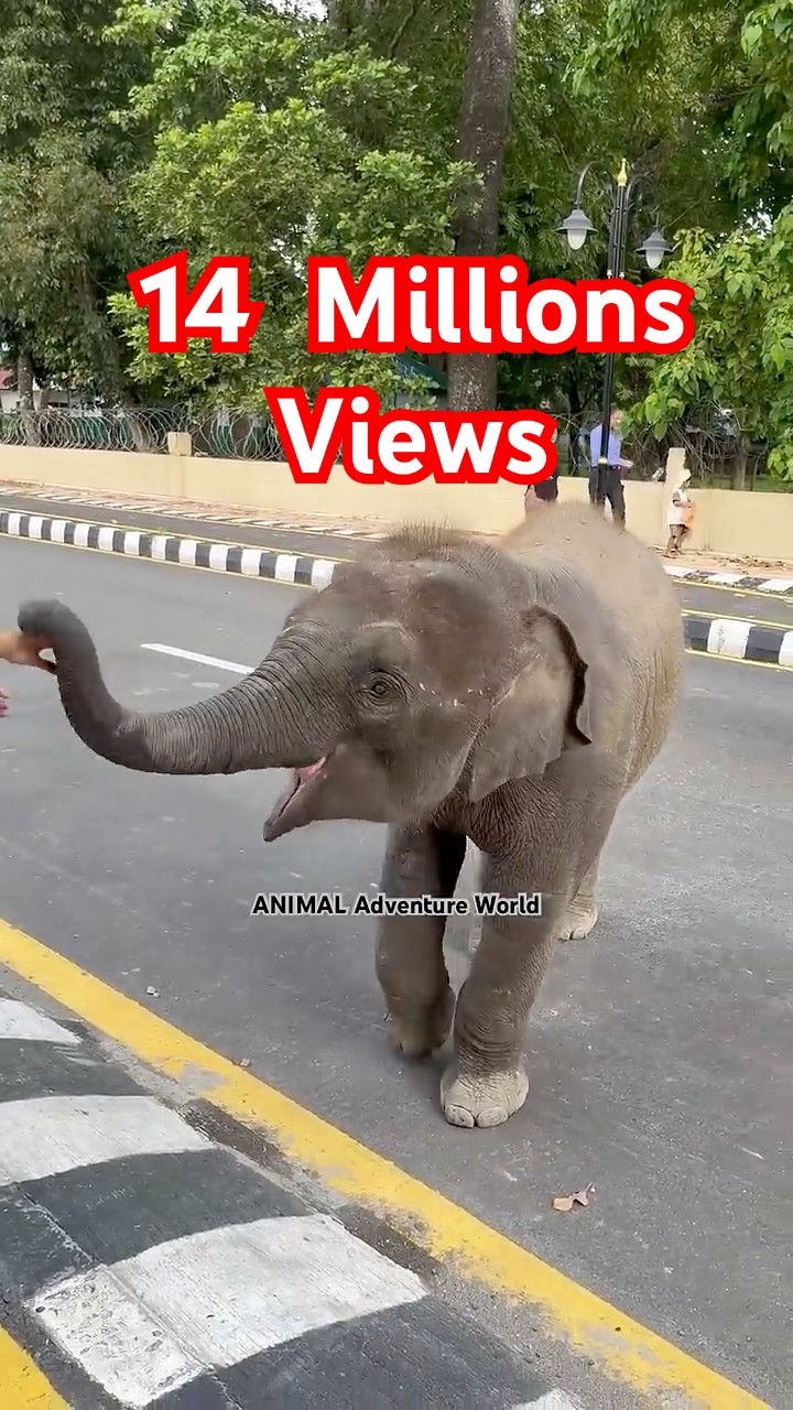 Giving mango to cute baby elephant #love #elephant #babyanimal #cute # ...