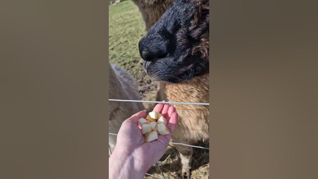 snack time alpacas and goats eat strawberries and parsnips - YouTube