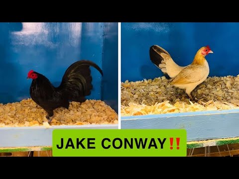 Jake Conway’s set up. Part 2 EP 66. - YouTube
