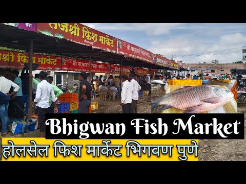 Wholesale River Fish Market of Bhigwan Pune होलसेल फिश मार्केट भिगवण ...