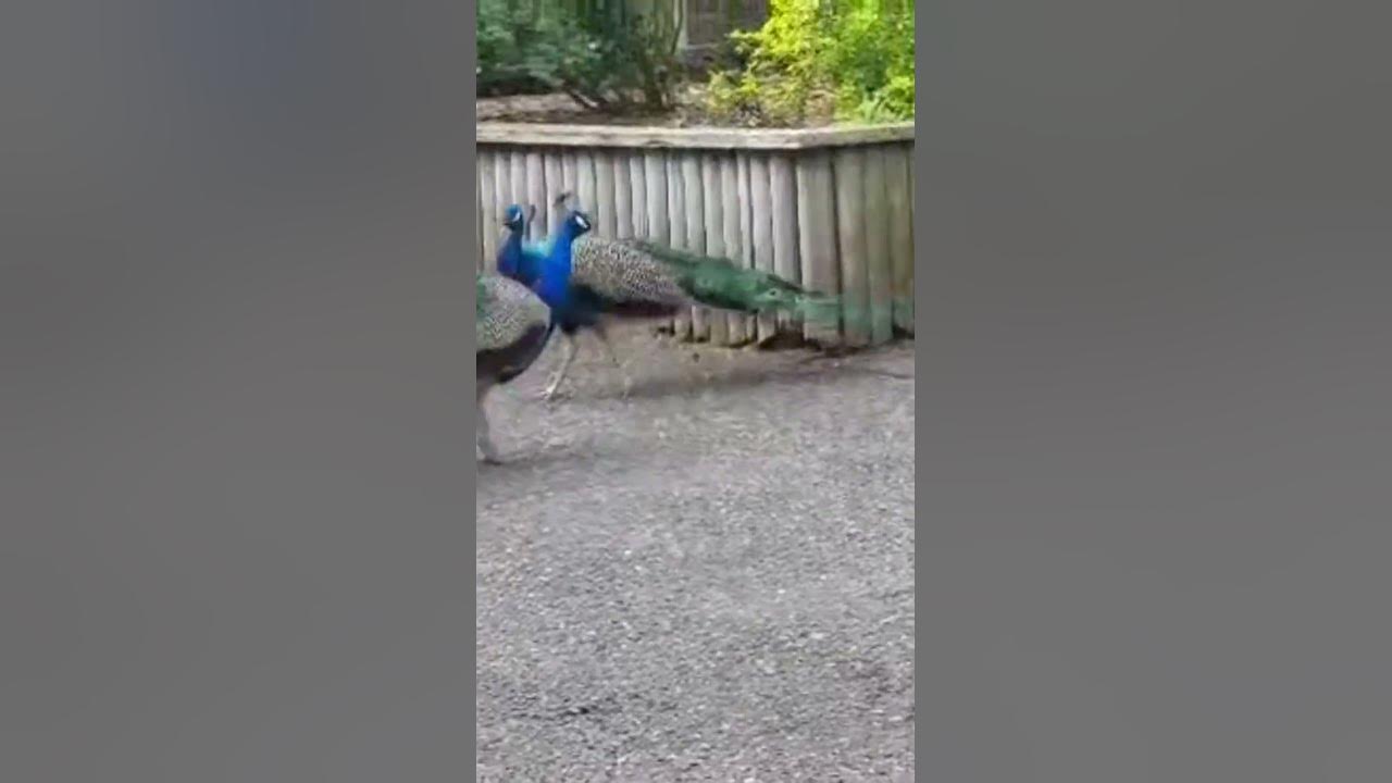 peacocks - YouTube