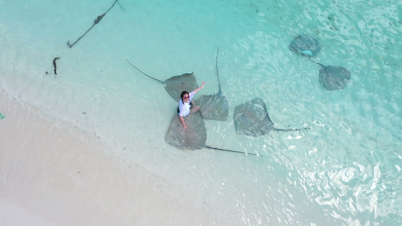 Giant Stingray Feeding - Maafushi, Maldives - Triton Hotels & Tours ...