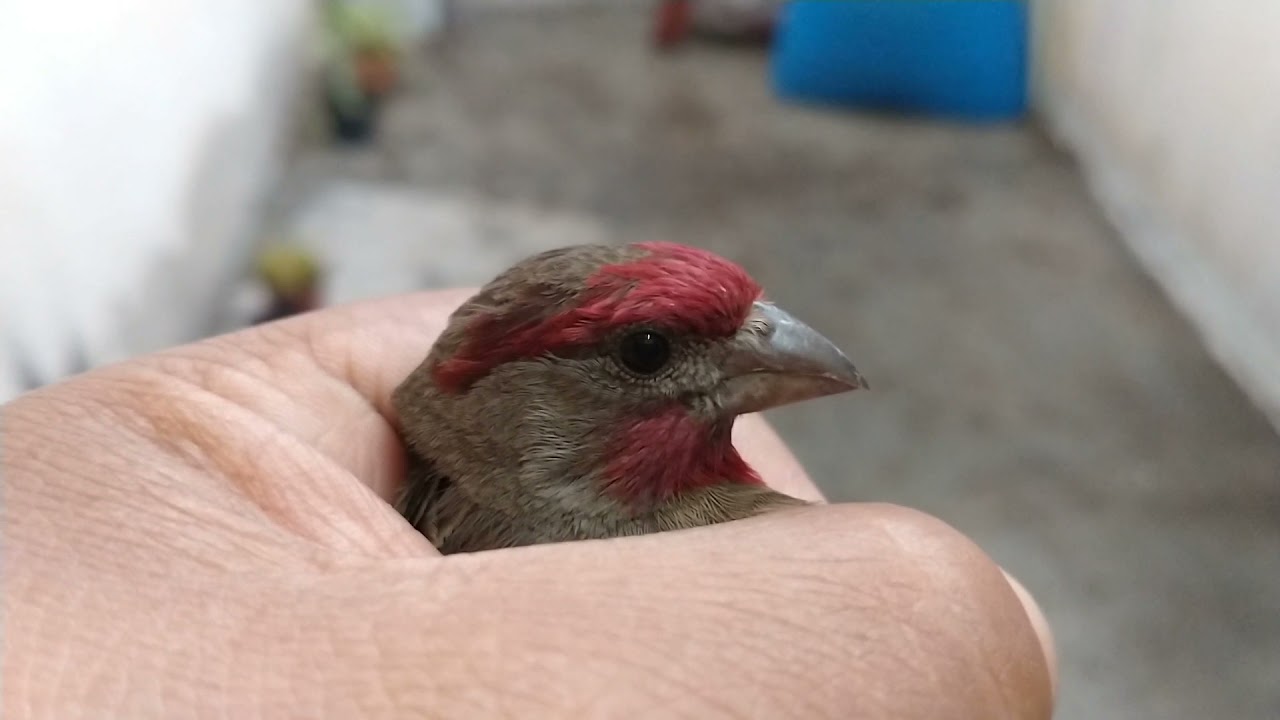 Gorrión pecho rojo - YouTube