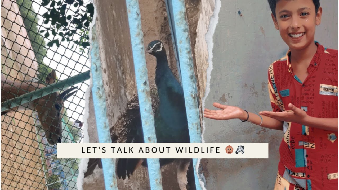 Let's talk about wildlife #viralvideo - YouTube
