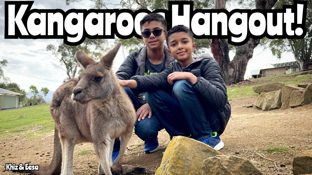 Tasmania’s Bonorong Wildlife Sanctuary Tour | Feeding Kangaroos & Meeting Tasmanian Devils - YouTube