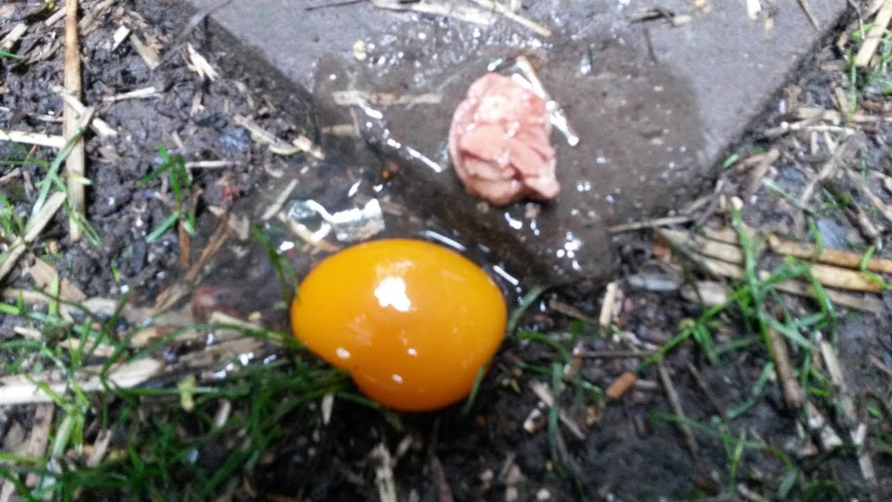 Chicken Lays Eggs With Soft Shelll Or No Shell What Do You Do YouTube chicken-lays-eggs-with-soft-shelll-or-no-shell-what-do-you-do-youtube