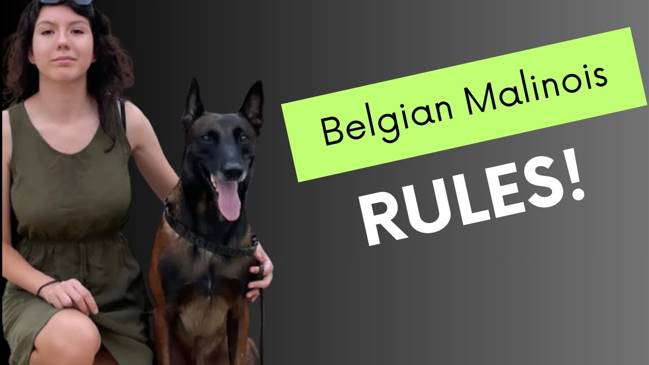 THE AMAZING BELGIAN MALINOIS DOG - GEROY ! 😍🐕 - YouTube