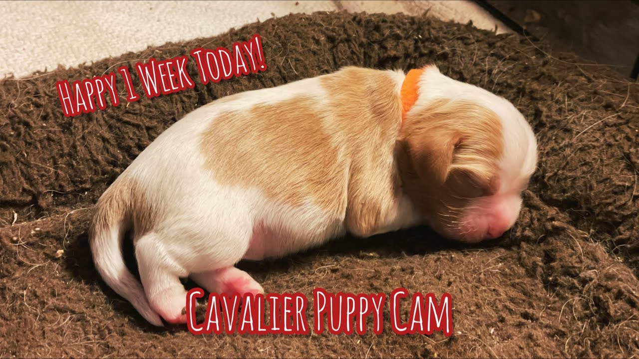 Cavalier Puppies: 1 Week Old! - YouTube