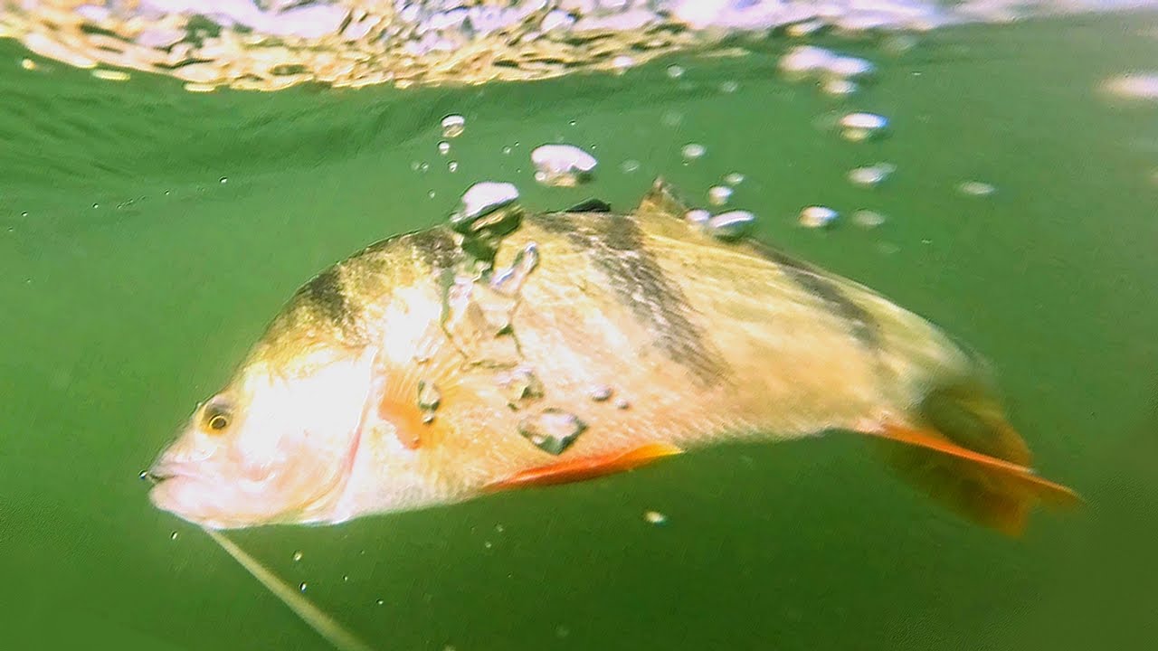 Here’s How Perch Really Attack !! (4K Underwater Footage) - YouTube