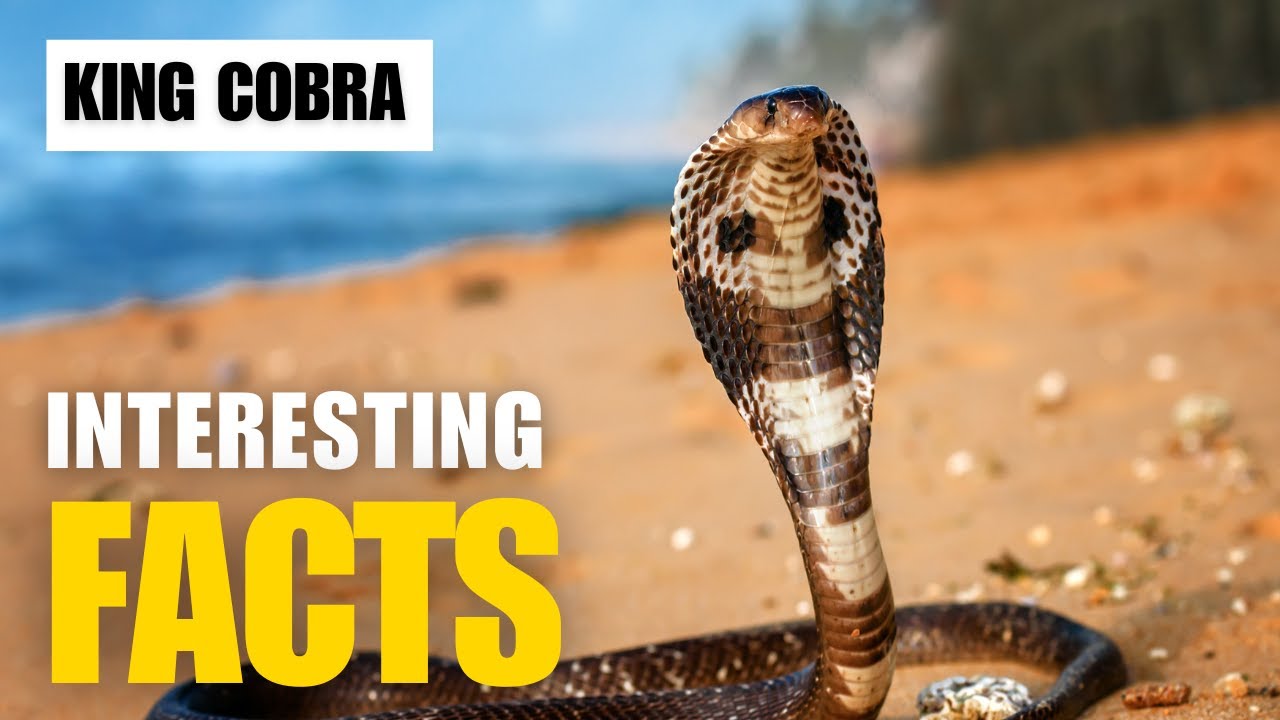 Exploring the Fascinating World of King Cobra | Interesting Facts | The ...