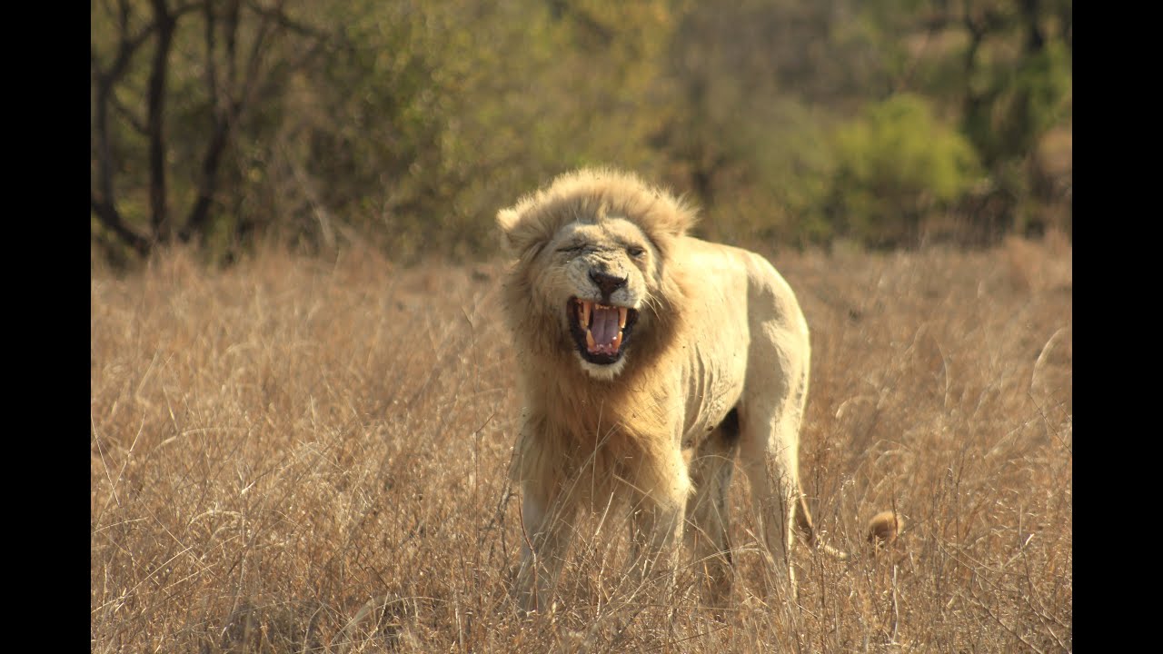 Another Wild Weekend at Kruger National Park: Unbelievable Wildlife ...