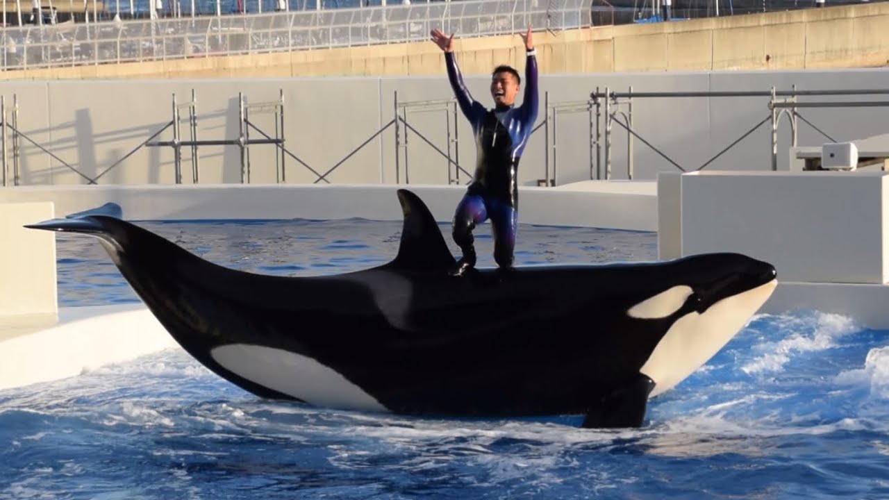 Kobe Suma SeaWorld Japan (Full Orca Show) October 6, 2025 at 4:30 PM ...