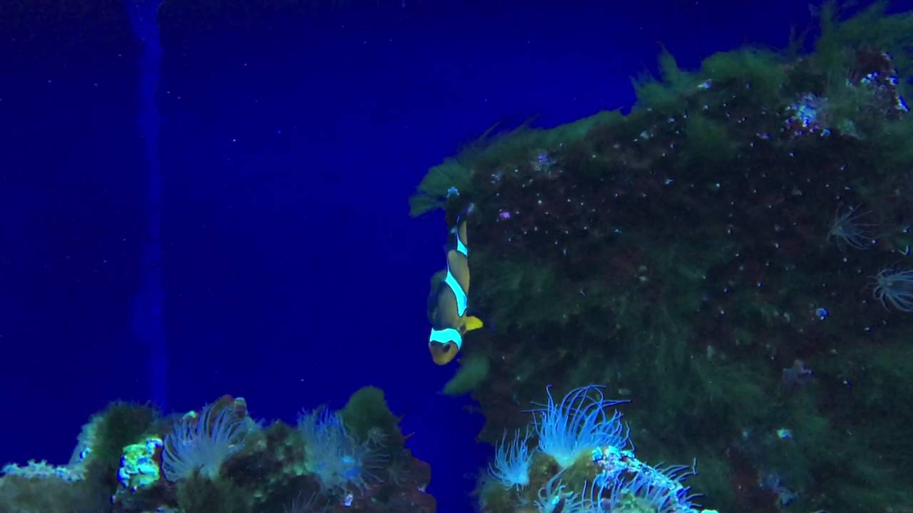 Nemo på Naturhistoriska riksmuseet. - YouTube