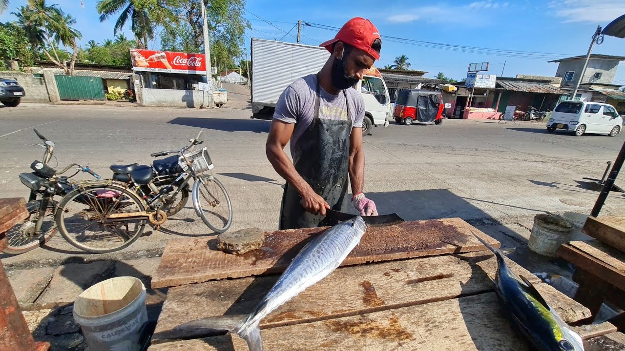 Spanish Mackerel Fish Slicing in Negombo, Sri Lanka 🇱🇰 | Seer Fish ...